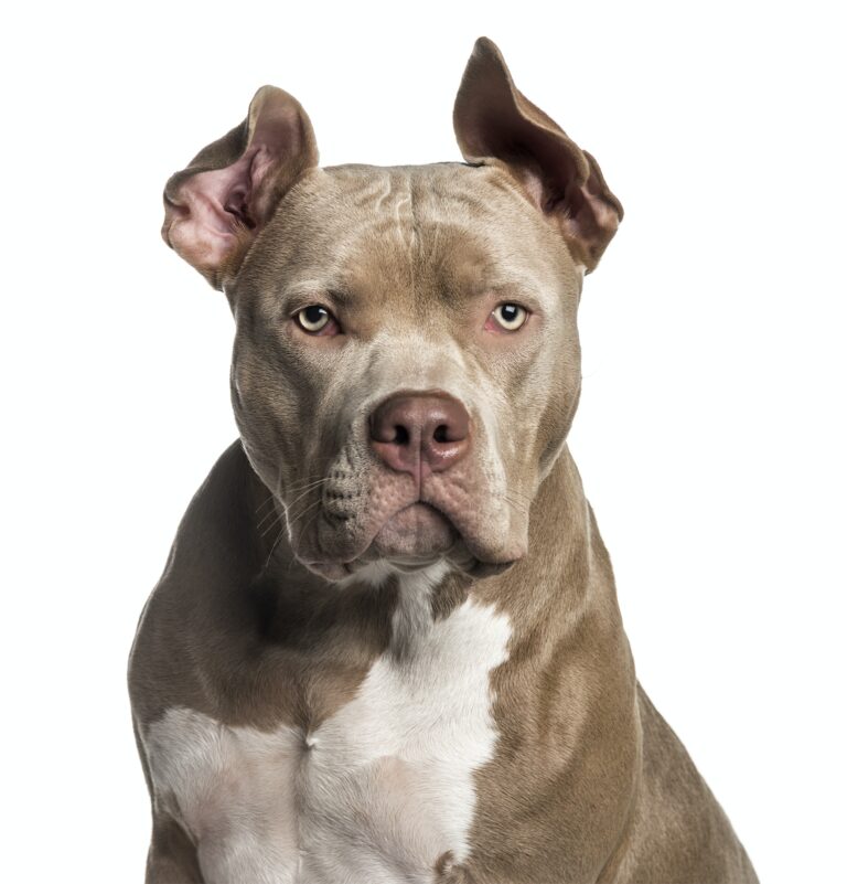 What Is An American Bully XL: Everything You Need To Know - The ...