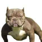 Exotic Bully: Everything You Need To Know - The American Bully