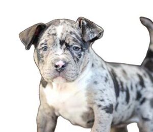 American Bully Colors: Coat And Color Chart - The American Bully