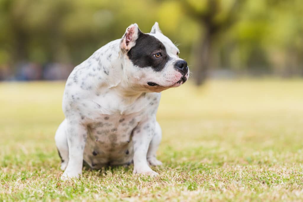 What Can American Bullies Eat? - The American Bully